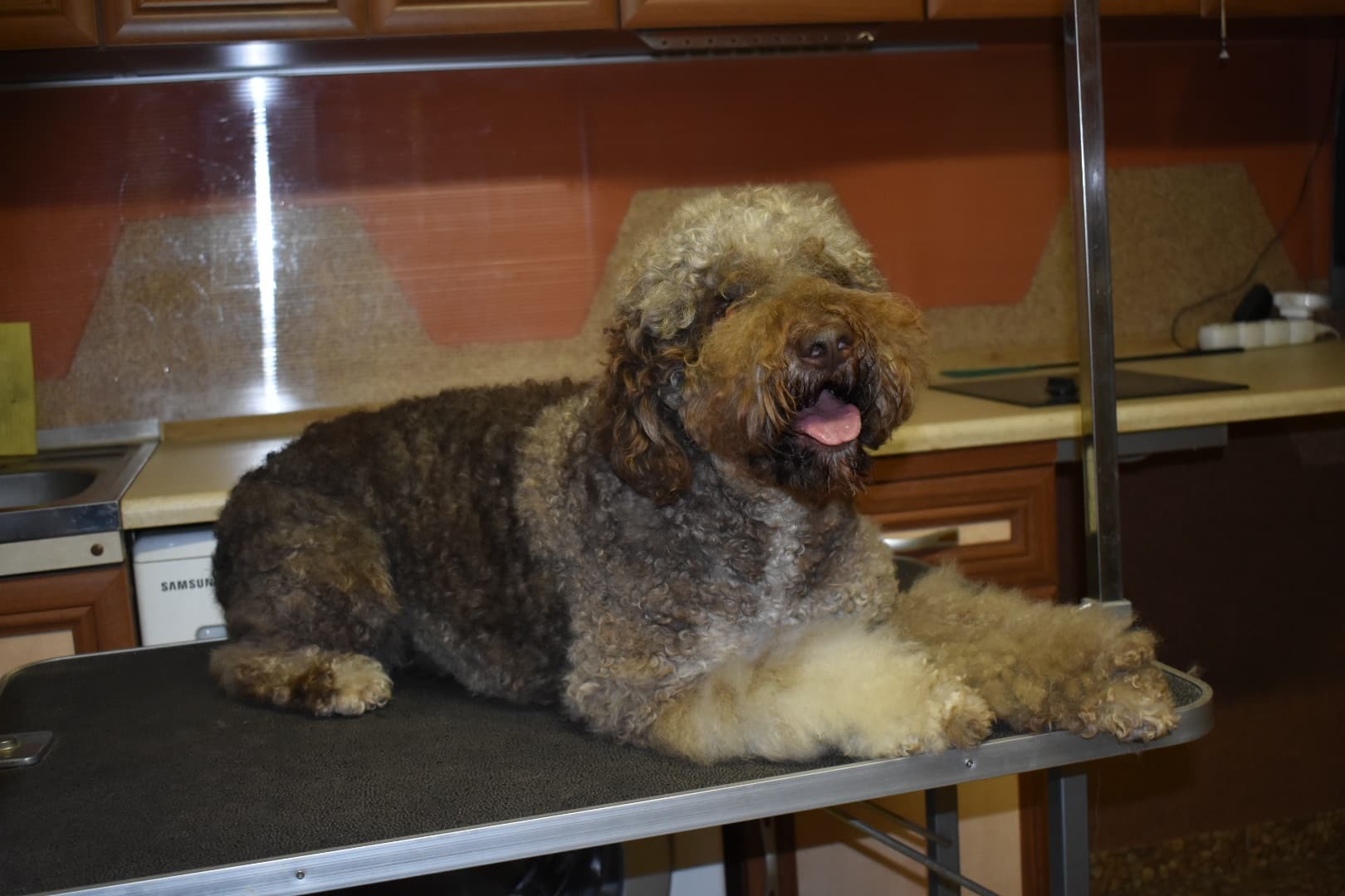 Farben und Farbgenetik des Lagotto Romagnolo - Lagotto Romagnolo ...