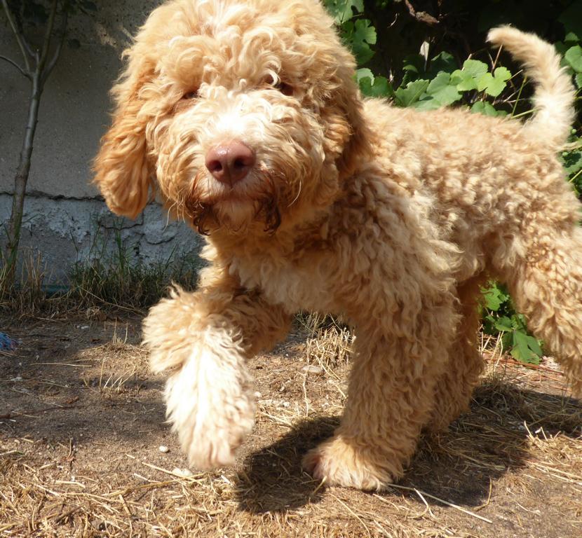 Farben und Farbgenetik des Lagotto Romagnolo - Lagotto Romagnolo ...